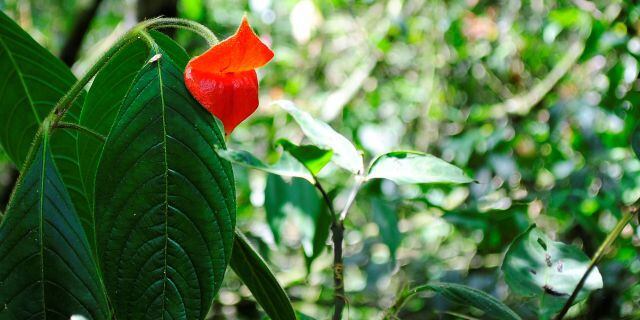 Flor Que Parece Labios Decoración De Flores De Papel: Fondo Perfecto
